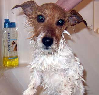 Are Pig Ears Better For A Plummer Terrier Than Rawhide Ears