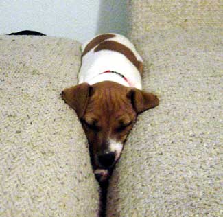 Are Pig Ears Better For A Plummer Terrier Than Rawhide Ears