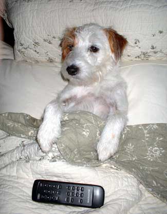 Are Pig Ears Better For A Plummer Terrier Than Rawhide Ears